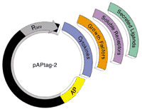 AP-TAG™ Receptor/Ligand Dectection and Cloning Products