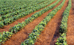 Comparing Soybean Production Methods