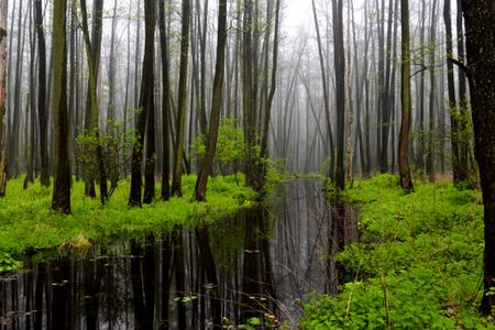 Happy Wetlands Month