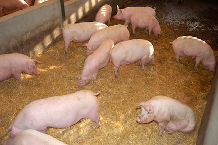 Cargill Will Move Sows To Group Housing By 2015