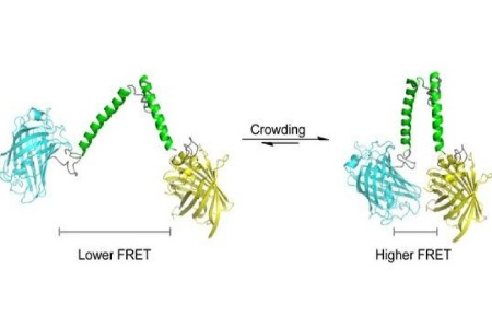 First Sensor For 'Crowd Control' In Cells