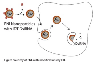 Breaking Barriers In siRNA Delivery