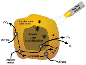 SymBio Process