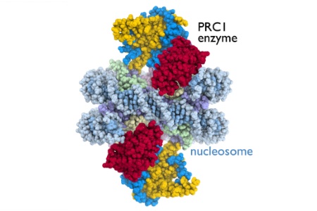 First-Time Imagery Of Tumor-Related Enzyme Reveals New Insights