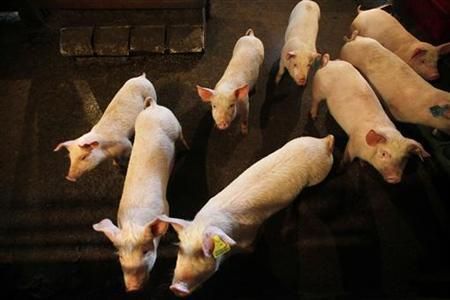 Canada Leads The Herd On Pork Traceability