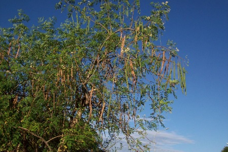 New Useful Feature Of Moringa Seeds Revealed
