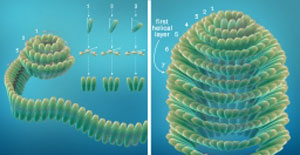 Researchers Reveal 3-D structure Of Bullet-Shaped Virus With Potential ...