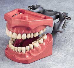 Dental Models - Columbia Dentoform Corp.