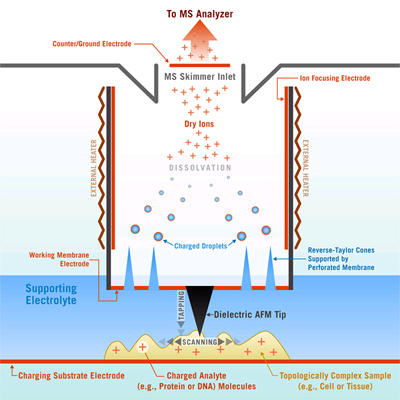 Nano Probe May Open New Window Into Cell Behavior