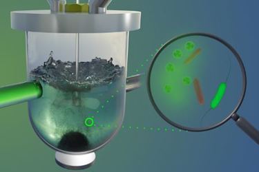 Magnetic Bacteria Filigree Sewage Plants