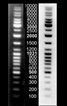 GeneRuler Biotinylated DNA Ladder