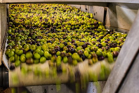 Why Water Removal From Olive Oil Is Critical