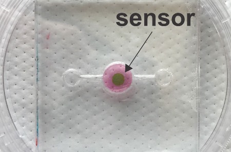 Biosensor Allows Real-Time Oxygen Monitoring For 'Organs-On-A-Chip’