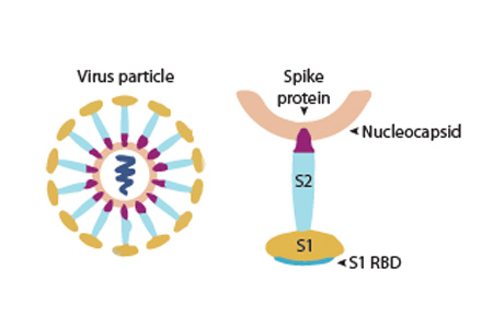 A Multi-Antigen Serology Assay For COVID-19 Using Simple Western