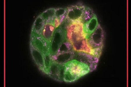 How To Perform Fast And Stable Multicolor Live-Cell Imaging