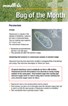 Bug of the Month: Paramecium