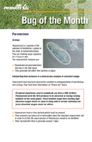 Bug of the Month: Paramecium