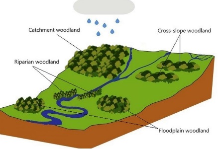 What Role Do Forests Play For Natural Flood Management In The UK?
