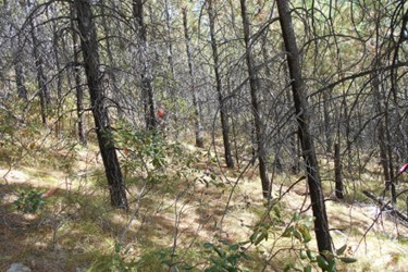 Response To Fire Impacts Water Levels 40 Years Into Future