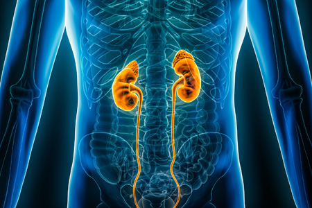 Proximal Tubule Kidney-Chip For Modeling Human Physiology