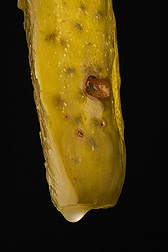 Pickle Spoilage Bacteria May Help Clean Up Dyes In Textile Industry ...