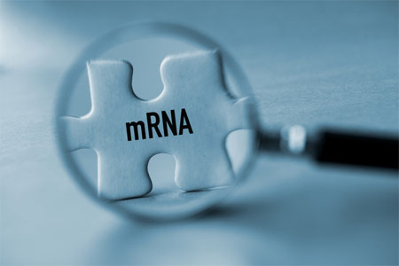 IVT mRNA Encapsulation Efficiency Assessment Using Agilent Fragment ...