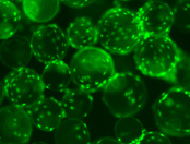 Corning Life Sciences
