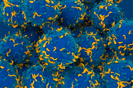 Comparison Of Two Process Protocols For Allogeneic CAR-T Production ...