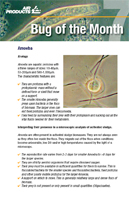 Bug of the Month: Amoeba