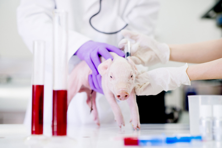 A Changing Paradigm For Non-Rodent Species In Nonclinical Safety Studies