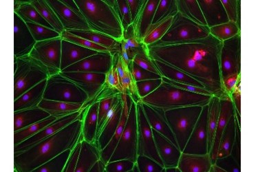 Diverse Pharmacological Modulators For Targets Pathways And Processes