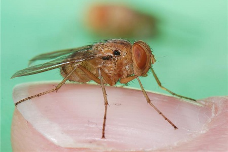 Insect-Inspired Hearing Aids Aim To Eliminate Background Noise