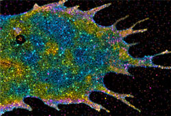 Super-Resolution Microscopy Takes On A Third Dimension