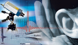 Laser-Doppler Vibrometers Probe The Basic Mechanism Of Hearing
