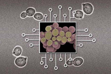 MIT Research Brings Large Biological Circuits A Step Closer To Reality