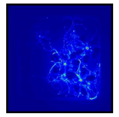 Chemiluminescence Imaging Of Plants Using A Deep Cooled CCD