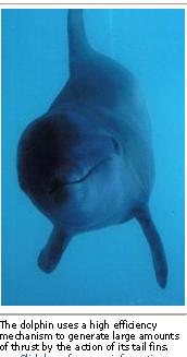 Whales And Dolphins Influence New Wind Turbine Design