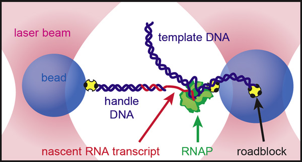 Stanford Biologists Watch RNA Fold In Real Time