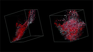 New Possibilities For Multiphoton Microscopy From Carl Zeiss