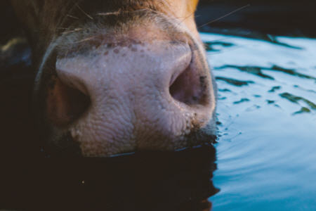 Animal Water Scarcity