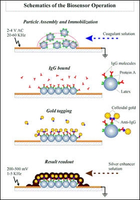 Cheap, Disposable Biosensor Uses Gold-on-Plastic Design