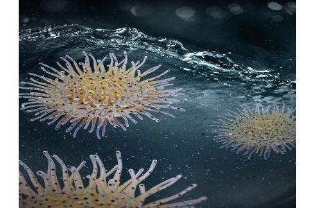 A Water Treatment Breakthrough, Inspired By A Sea Creature