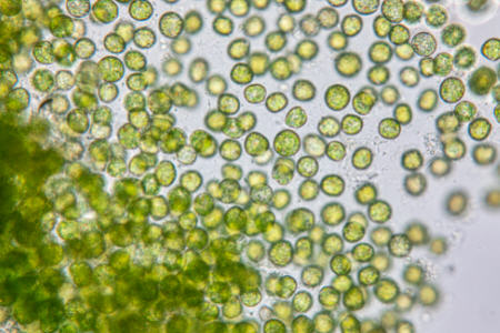Microalgae — A Natural Answer To Purifying Wastewater