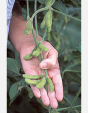 Mapping And Sequencing Of Soybean Genome Paves The Way For Improved ...