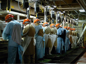 YieldPlus Debone/Trim Management System From Gainco Improves Poultry ...