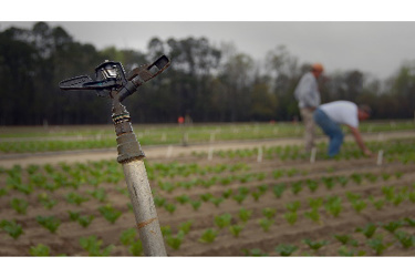 Irrigation, Water Management Play Key Roles In Smoothing Drought Impacts