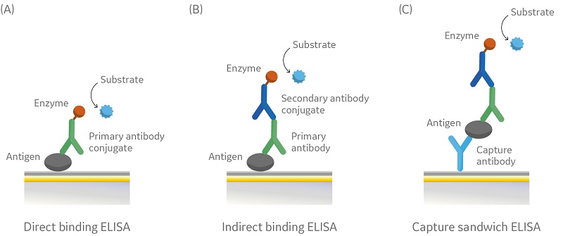 Converting From ELISA To Biacore SPR Assays
