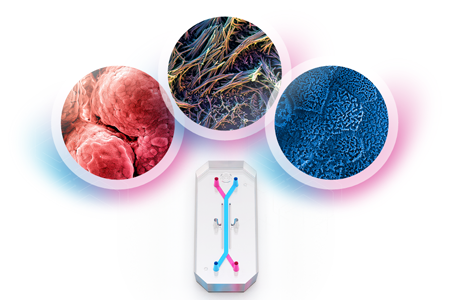 An Introduction To Organ-On-A-Chip Technology