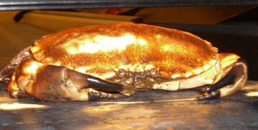 In-Line Sorting Analysis Equipment for Crabs