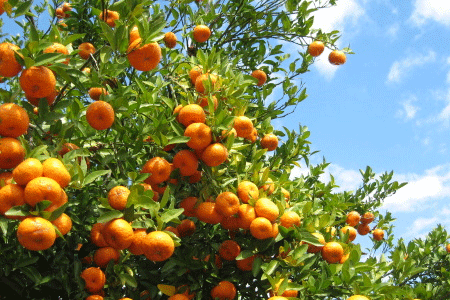 Florida Orchard Deploys Autonomous Tractor For Precision Agriculture ...